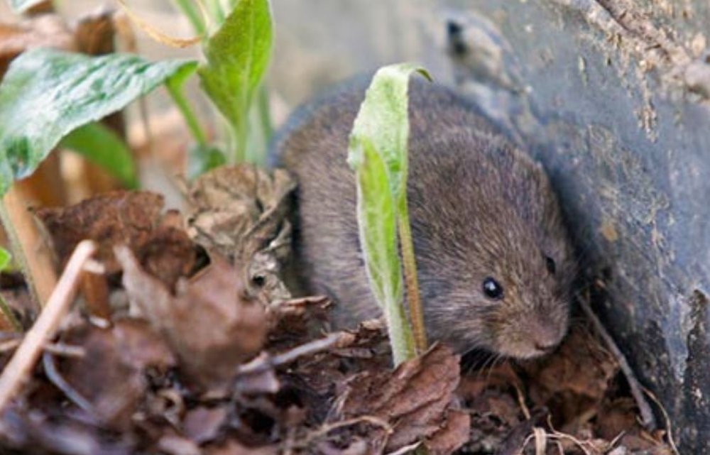 Meadow Vole: Scurrying its Way Across Alaska! — Alaska Wildlife ...
