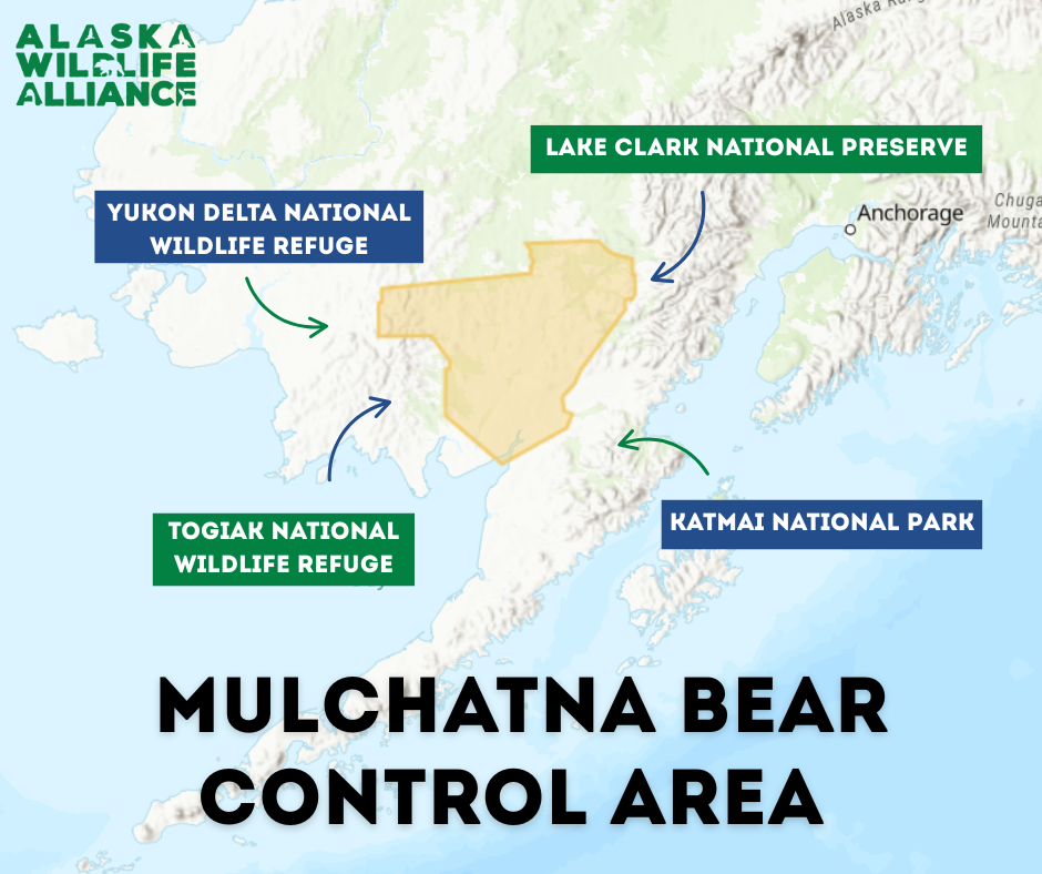 Board of Game Reinstates Mulchatna Bear Control — Alaska Wildlife ...