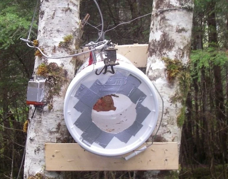 Action Alert: Say No to Proposal 75 — Alaska Wildlife Alliance (AWA)