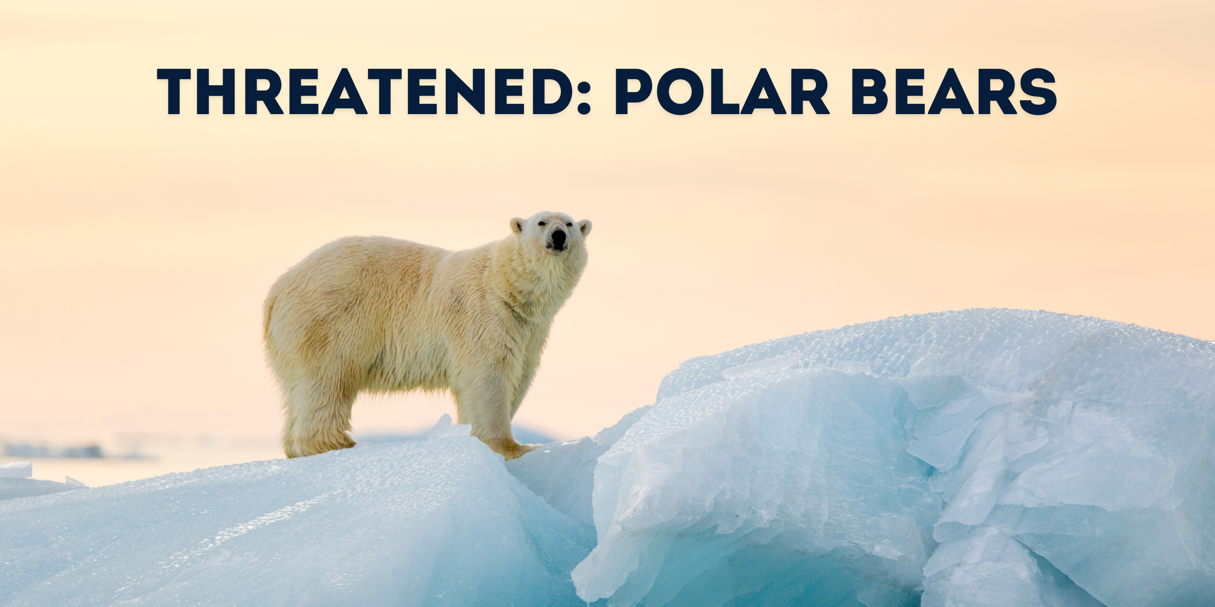 Endangered Species Recovery | Alaska Wildlife Alliance (AWA)