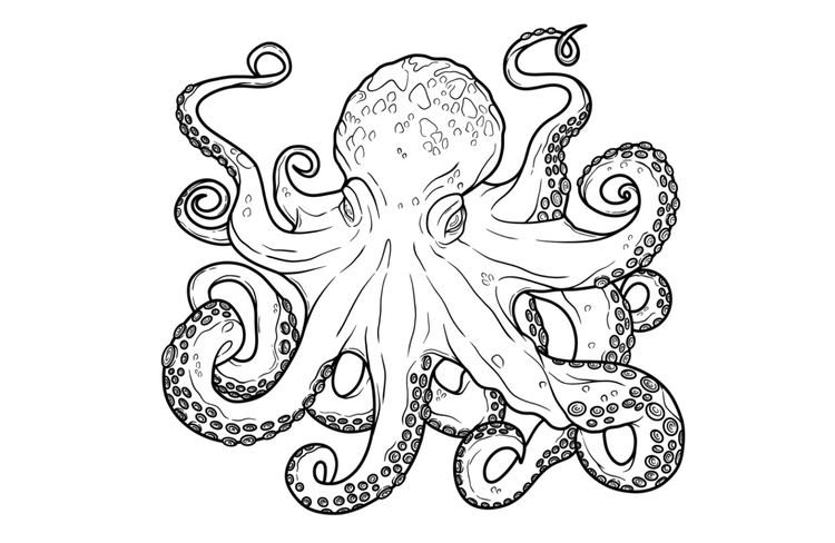 The Giant Pacific Octopus — Alaska Wildlife Alliance (AWA)