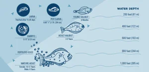 Pacific Halibut: What Makes Alaska the Halibut Capitol of the World ...