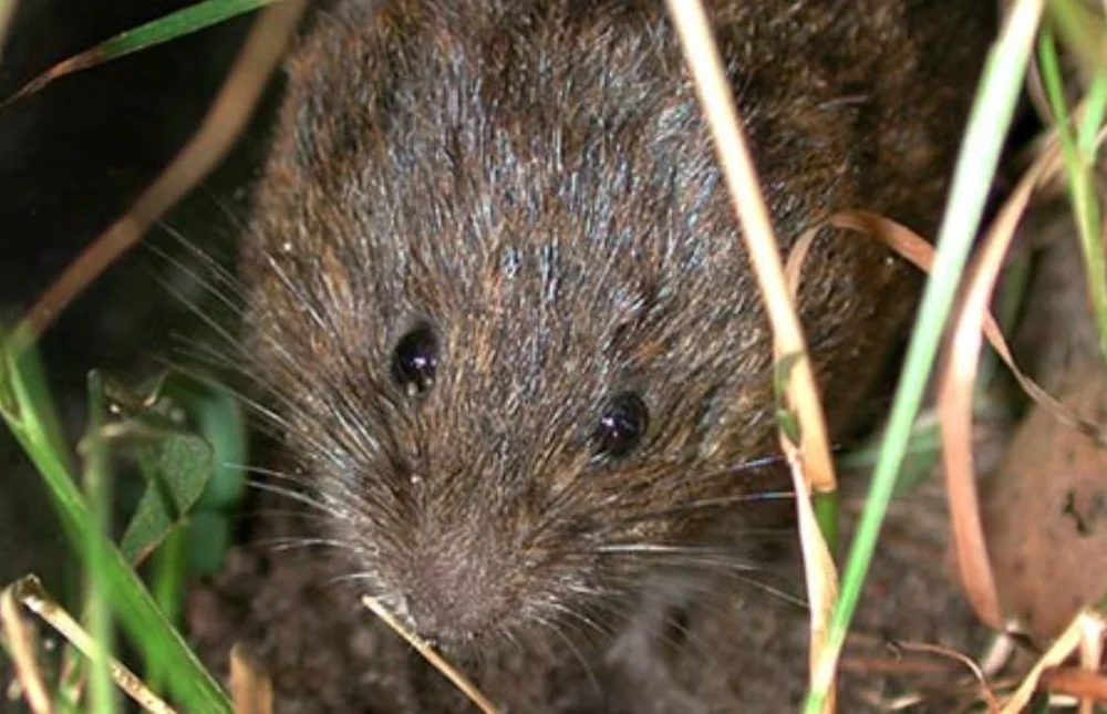 Meadow Vole: Scurrying its Way Across Alaska! — Alaska Wildlife ...