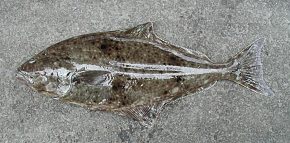 Pacific Halibut: What Makes Alaska the Halibut Capitol of the World ...