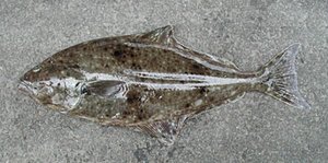 Pacific Halibut: What Makes Alaska the Halibut Capitol of the World ...