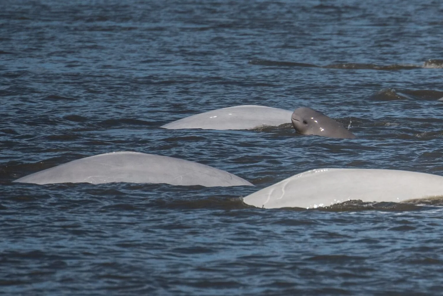 Our Comment to Restore the Eklutna River — Alaska Wildlife Alliance (AWA)