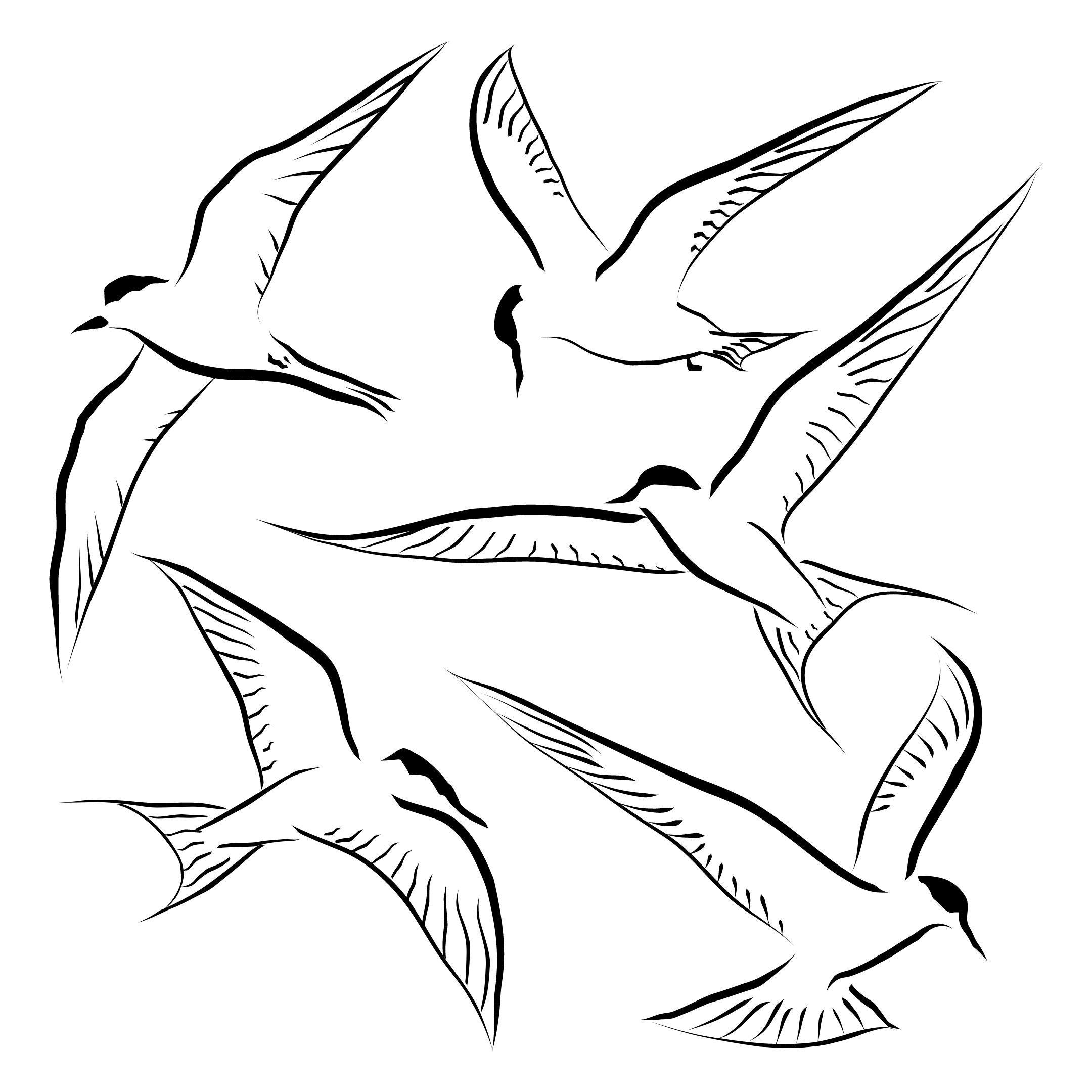 Arctic Tern: The Bird that Flies around the World — Alaska Wildlife ...