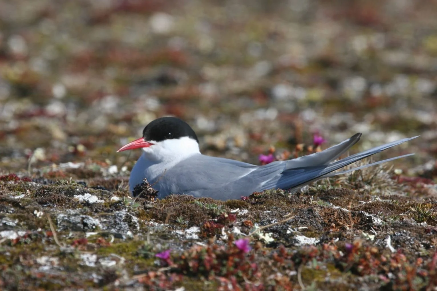 Arctic Tern: The Bird that Flies around the World — Alaska Wildlife ...