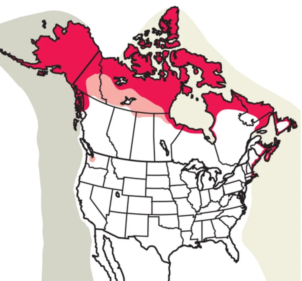 Arctic Tern: The Bird that Flies around the World — Alaska Wildlife ...