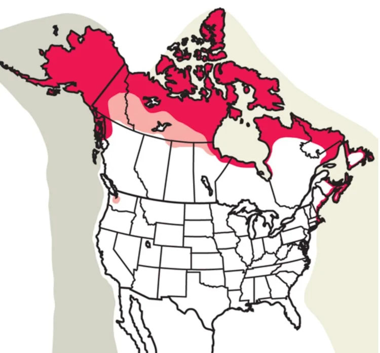 Arctic Tern: The Bird that Flies around the World — Alaska Wildlife ...