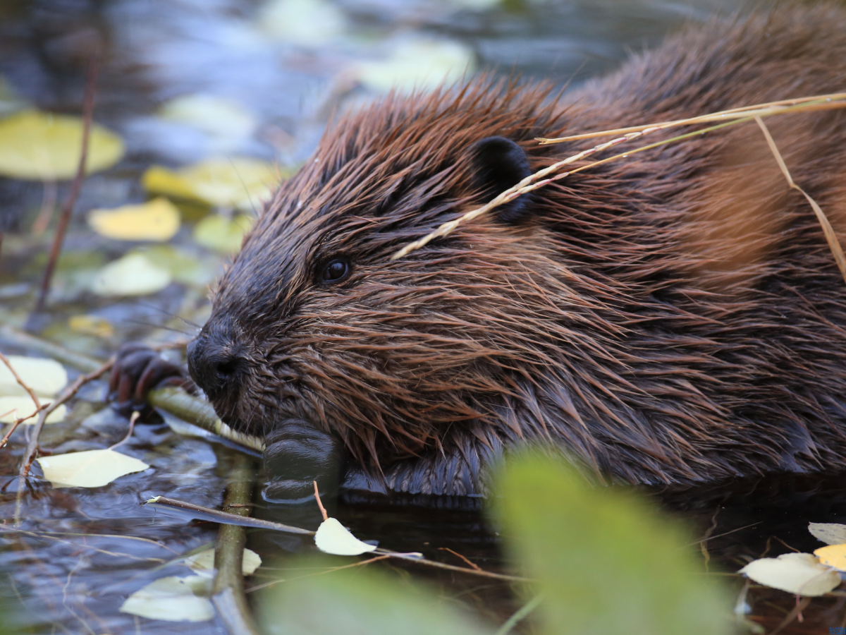 Kenai Beavers: Ecosystem Engineers | Alaska Wildlife Alliance (AWA)
