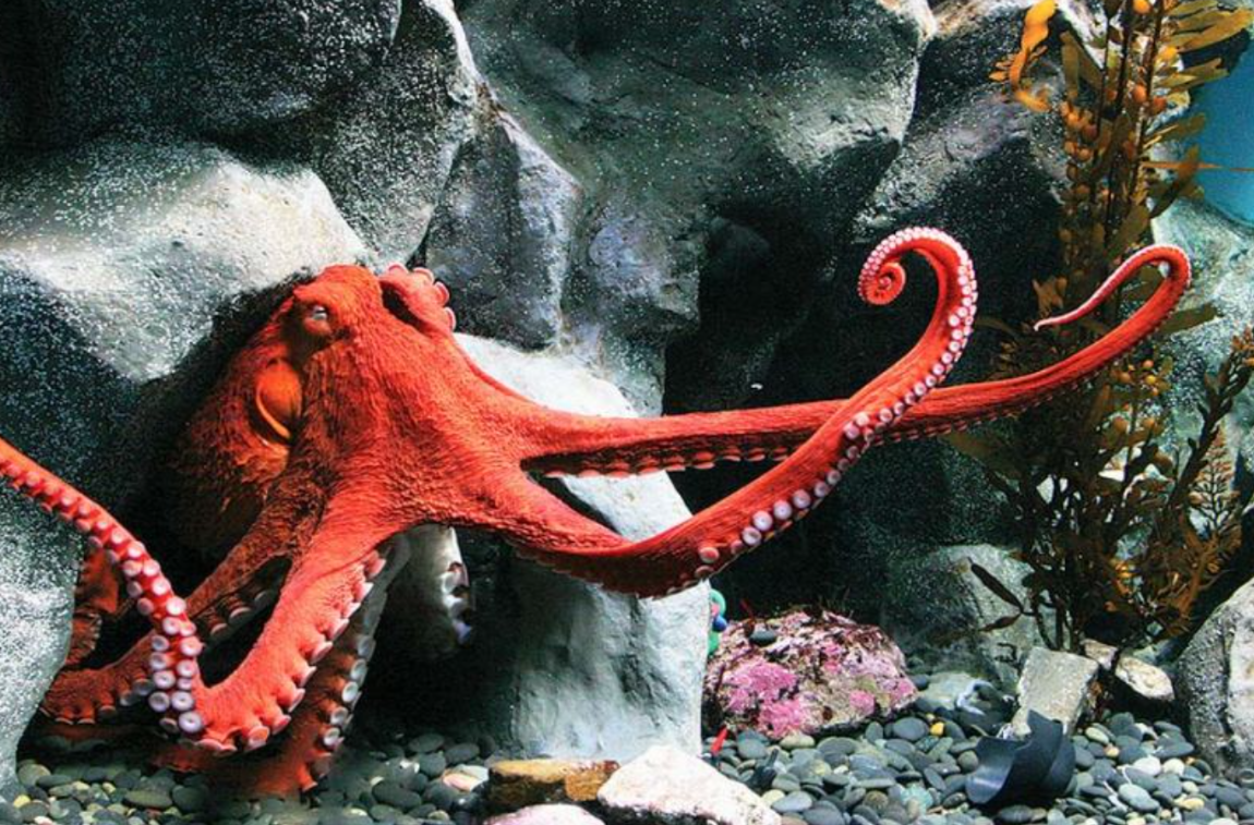 Species Spotlight: Giant Pacific Octopus — Alaska Wildlife Alliance (AWA)