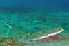 Pacific Halibut: What Makes Alaska the Halibut Capitol of the World ...