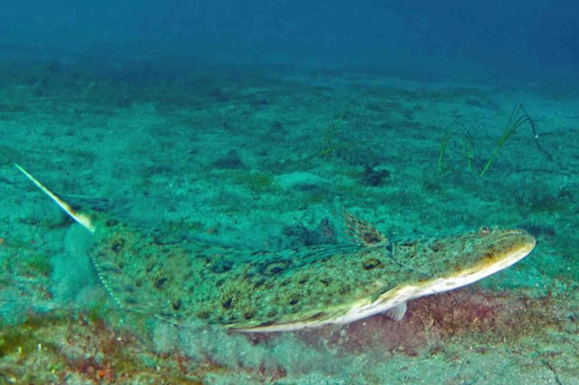 Pacific Halibut: What Makes Alaska the Halibut Capitol of the World ...