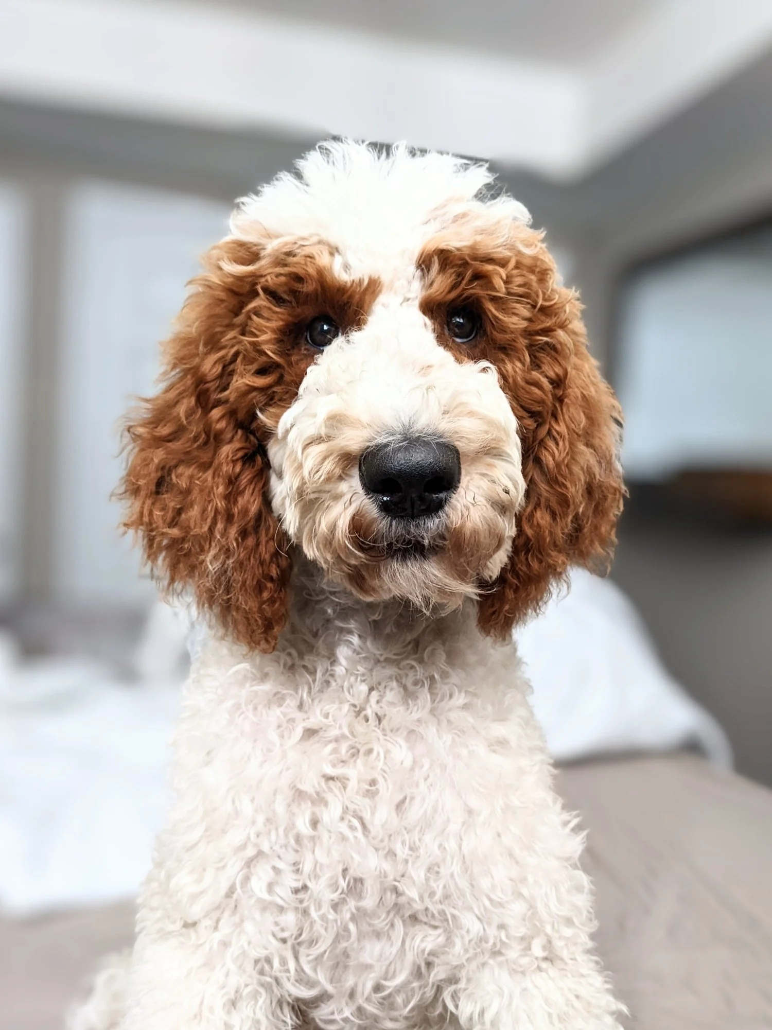 PUPPIES! — PONSONBY POODLE DOODLES