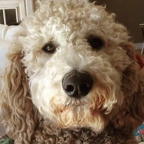 PUPPIES! — PONSONBY POODLE DOODLES