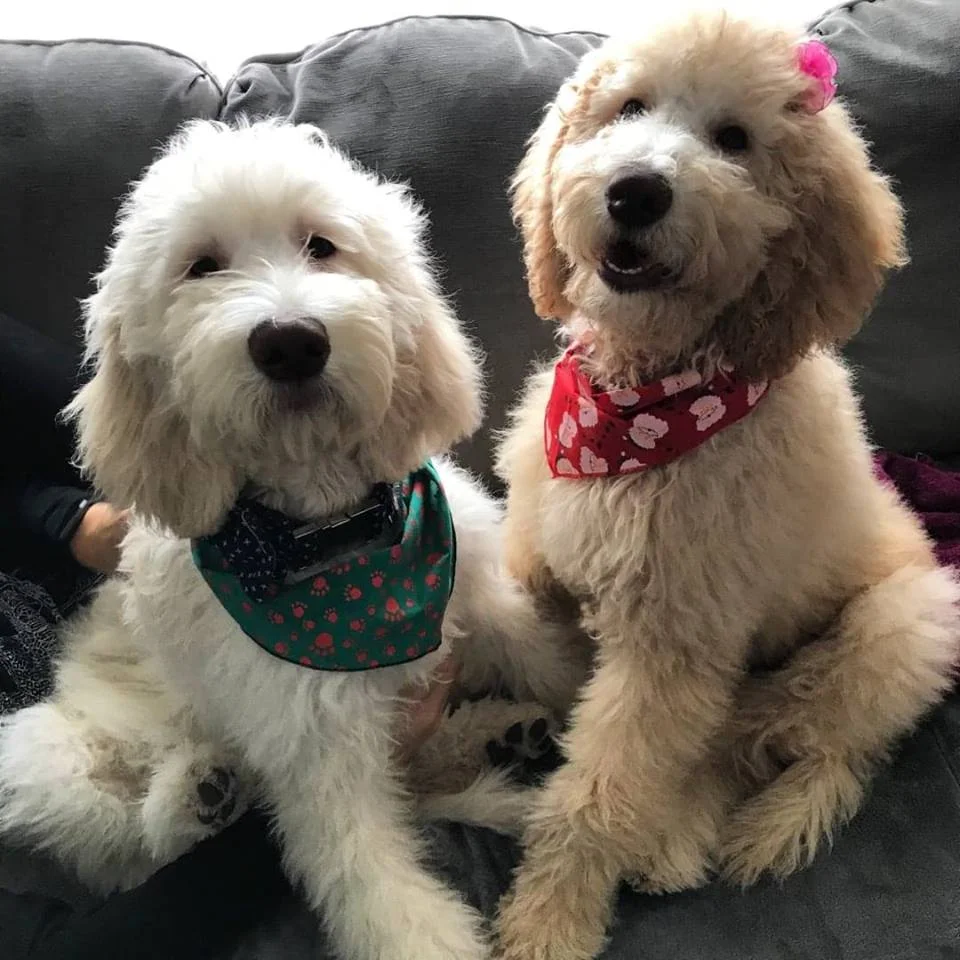 PONSONBY POODLE DOODLES