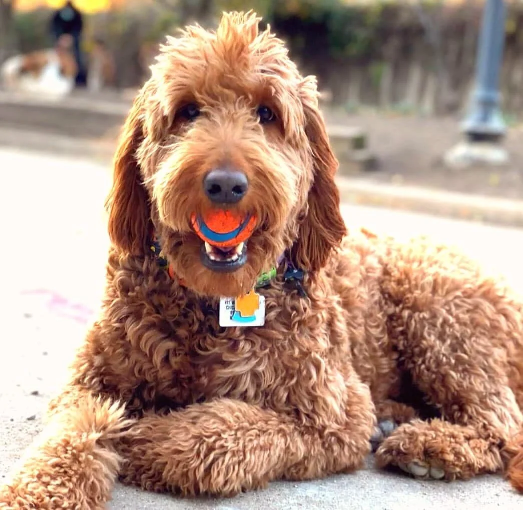 ALL ABOUT DOODLES — PONSONBY POODLE DOODLES