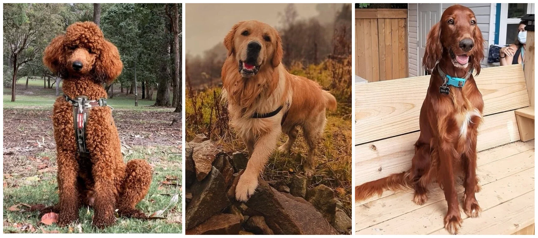 Irish Setter Mixed With Poodle