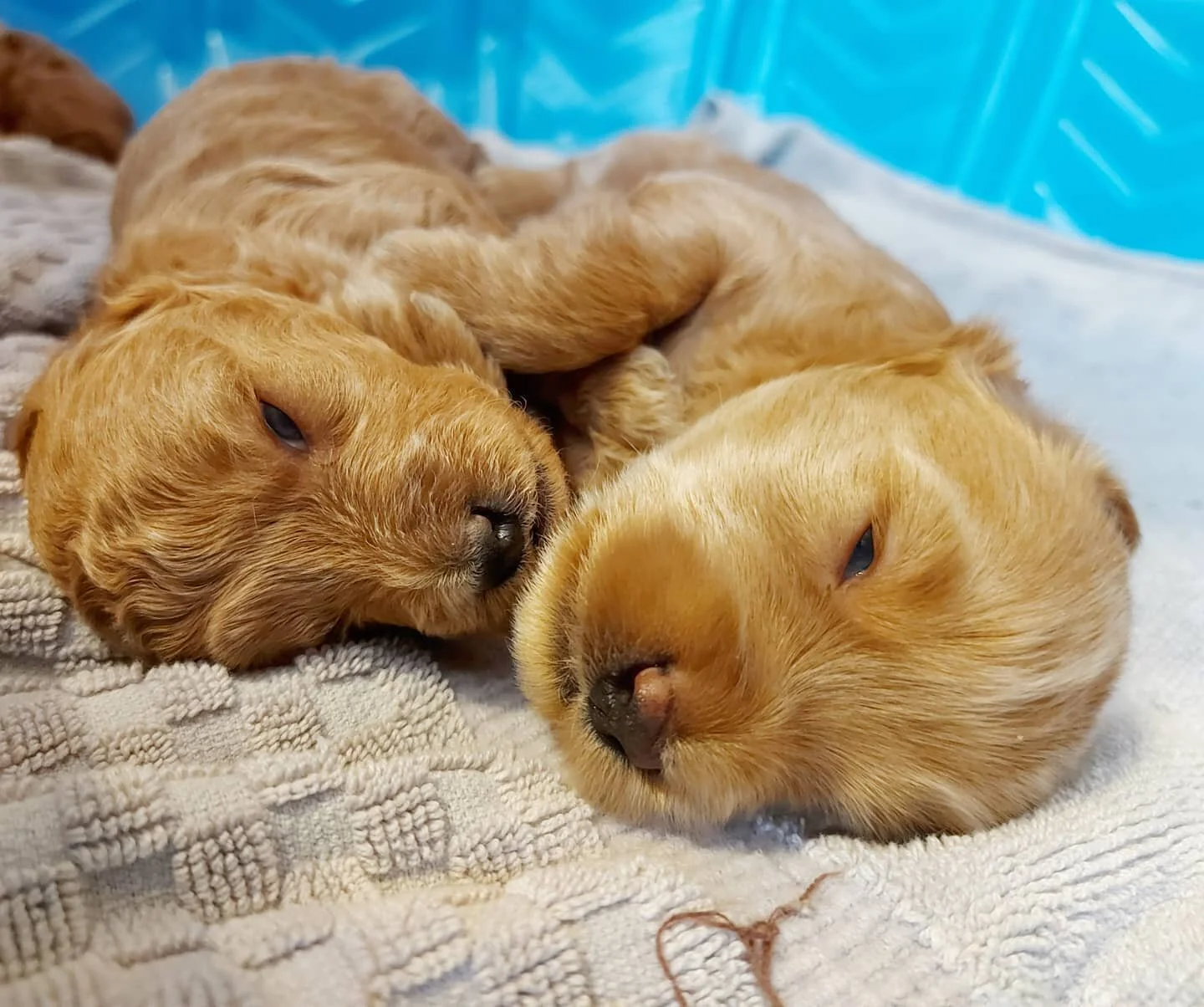 IRISH DOODLES — PONSONBY POODLE DOODLES