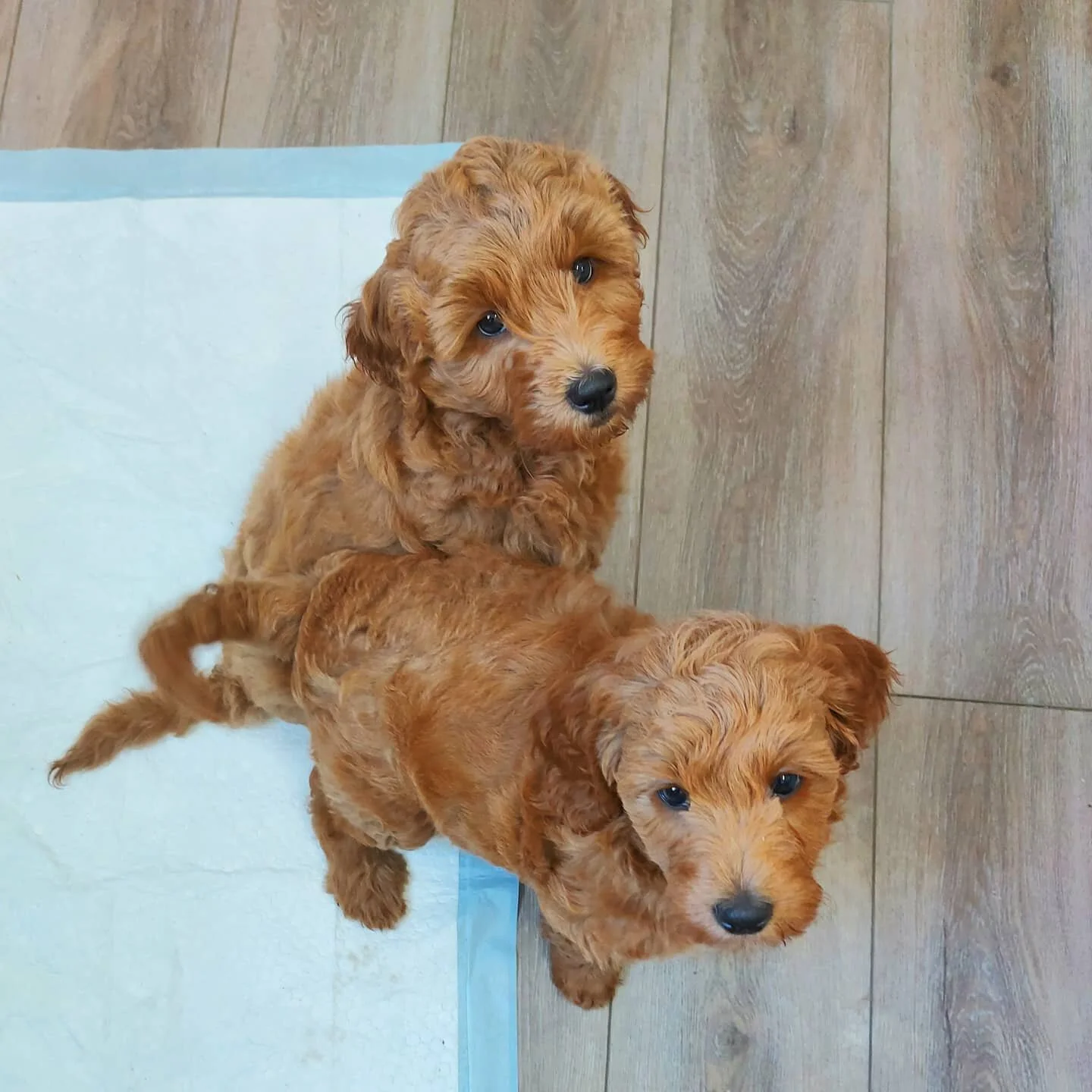 MINIATURE SIZED MAMAS — PONSONBY POODLE DOODLES