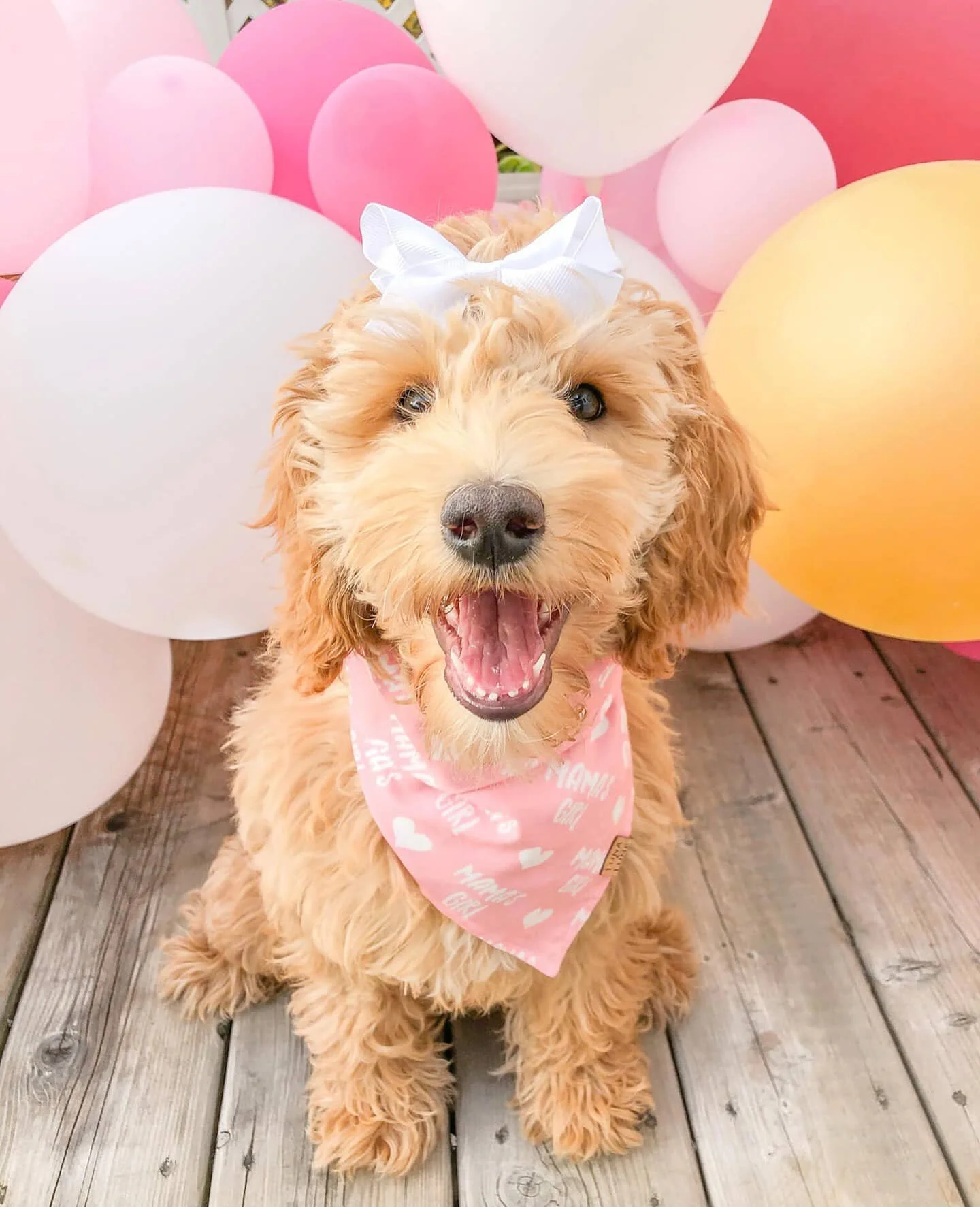 MINIATURE SIZED MAMAS — PONSONBY POODLE DOODLES