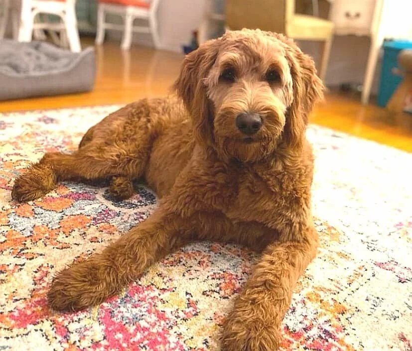GOLDEN DOODLE MAMAS — PONSONBY POODLE DOODLES