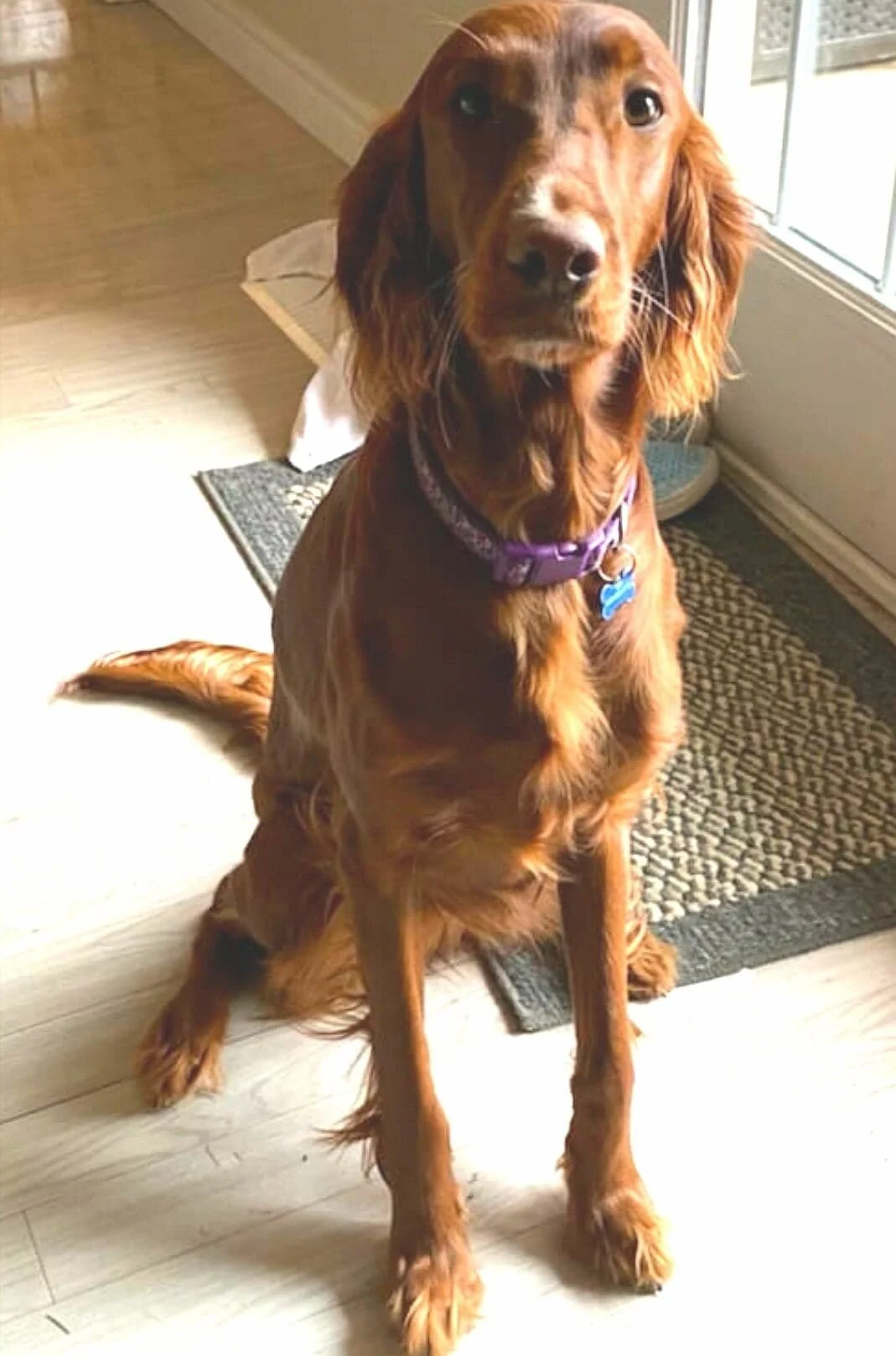 Miniature Irish Doodle