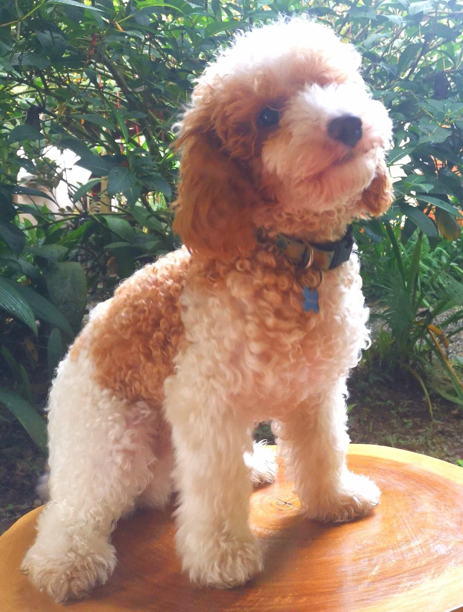 PAPAS — PONSONBY POODLE DOODLES