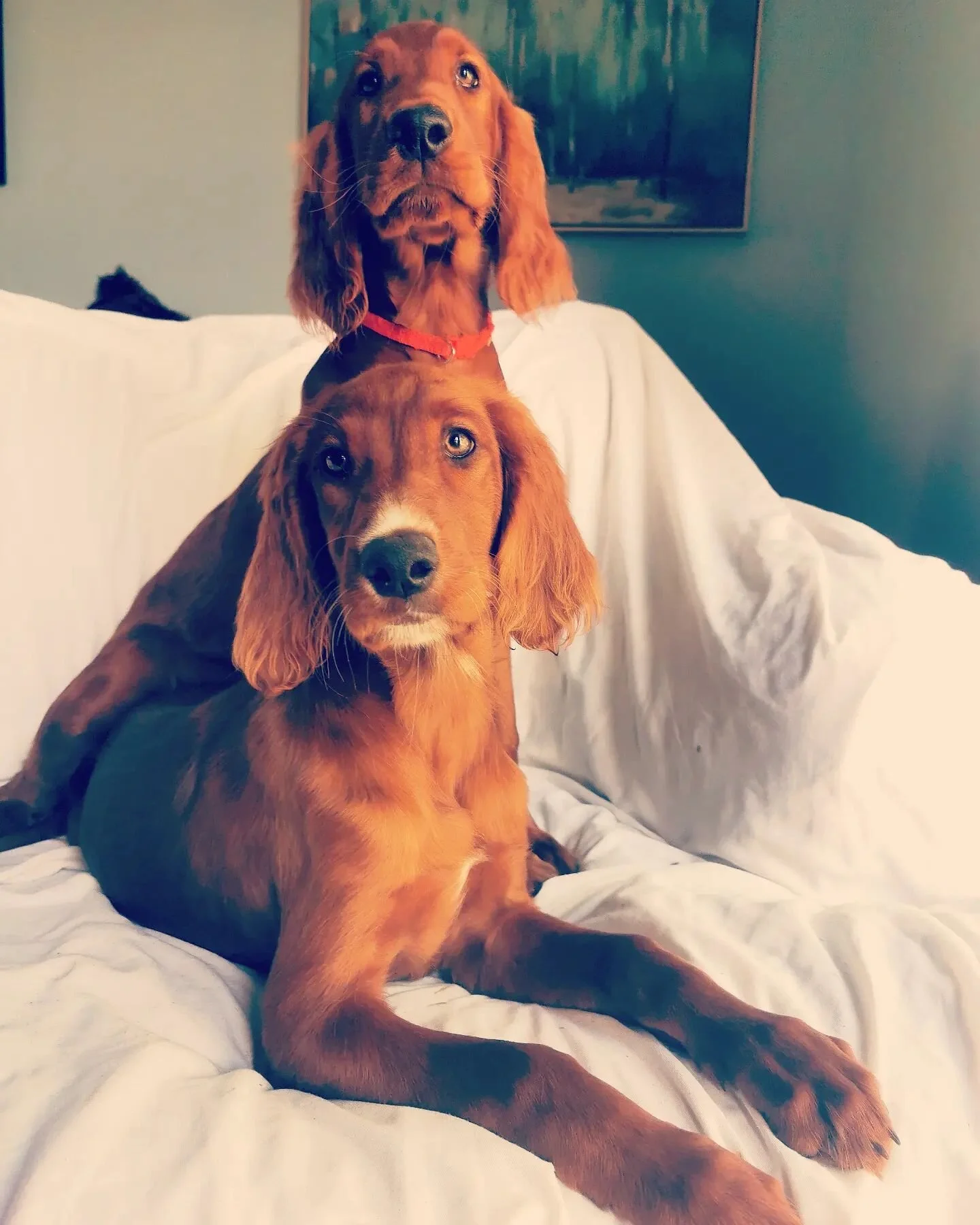 IRISH DOODLE MAMAS — PONSONBY POODLE DOODLES