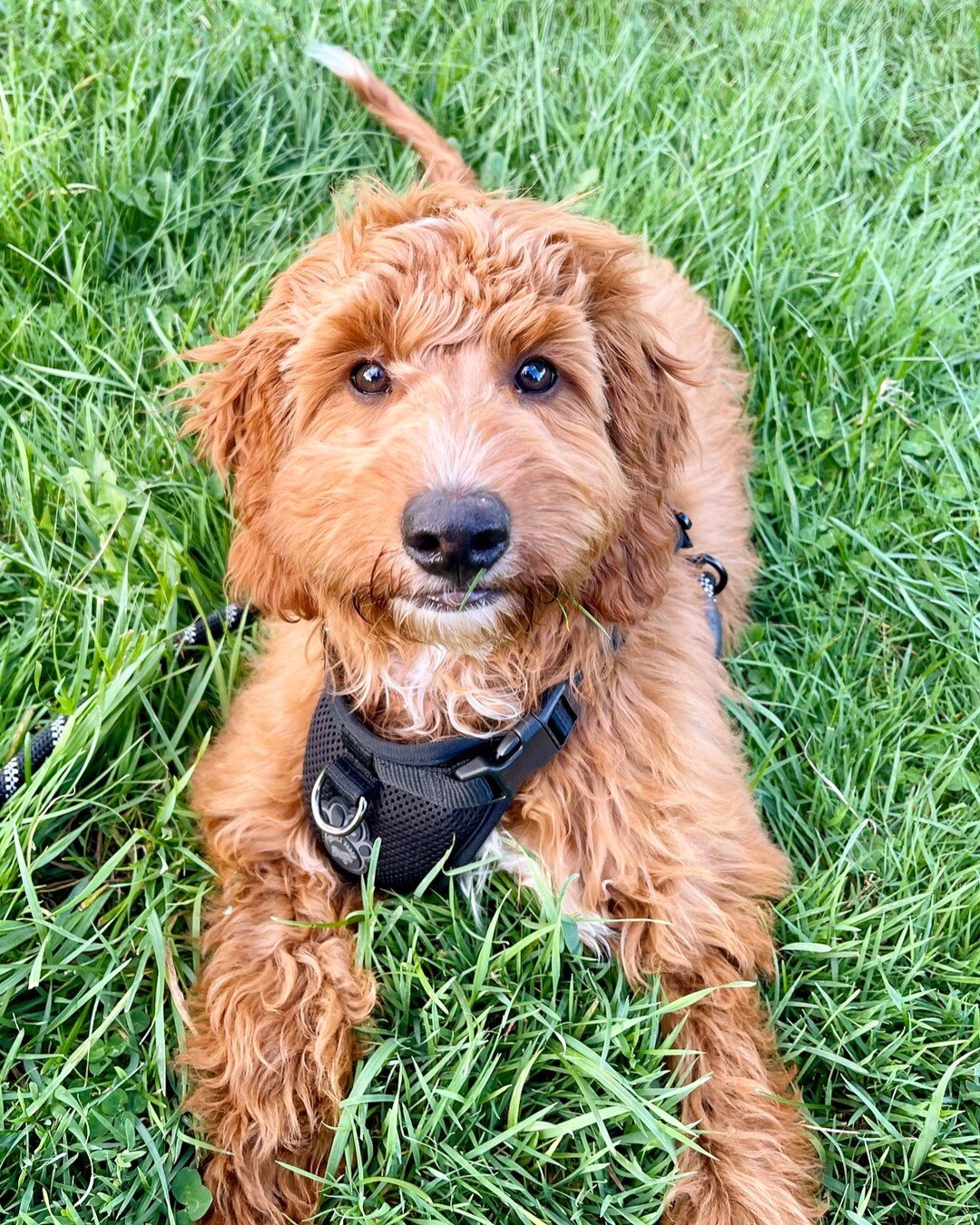 IRISH DOODLE MAMAS — PONSONBY POODLE DOODLES