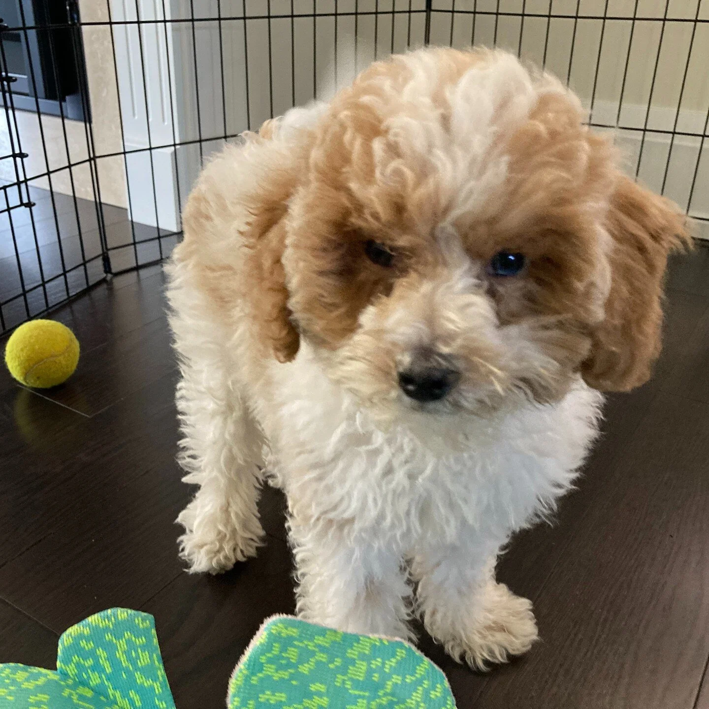 PONSONBY POODLE DOODLES