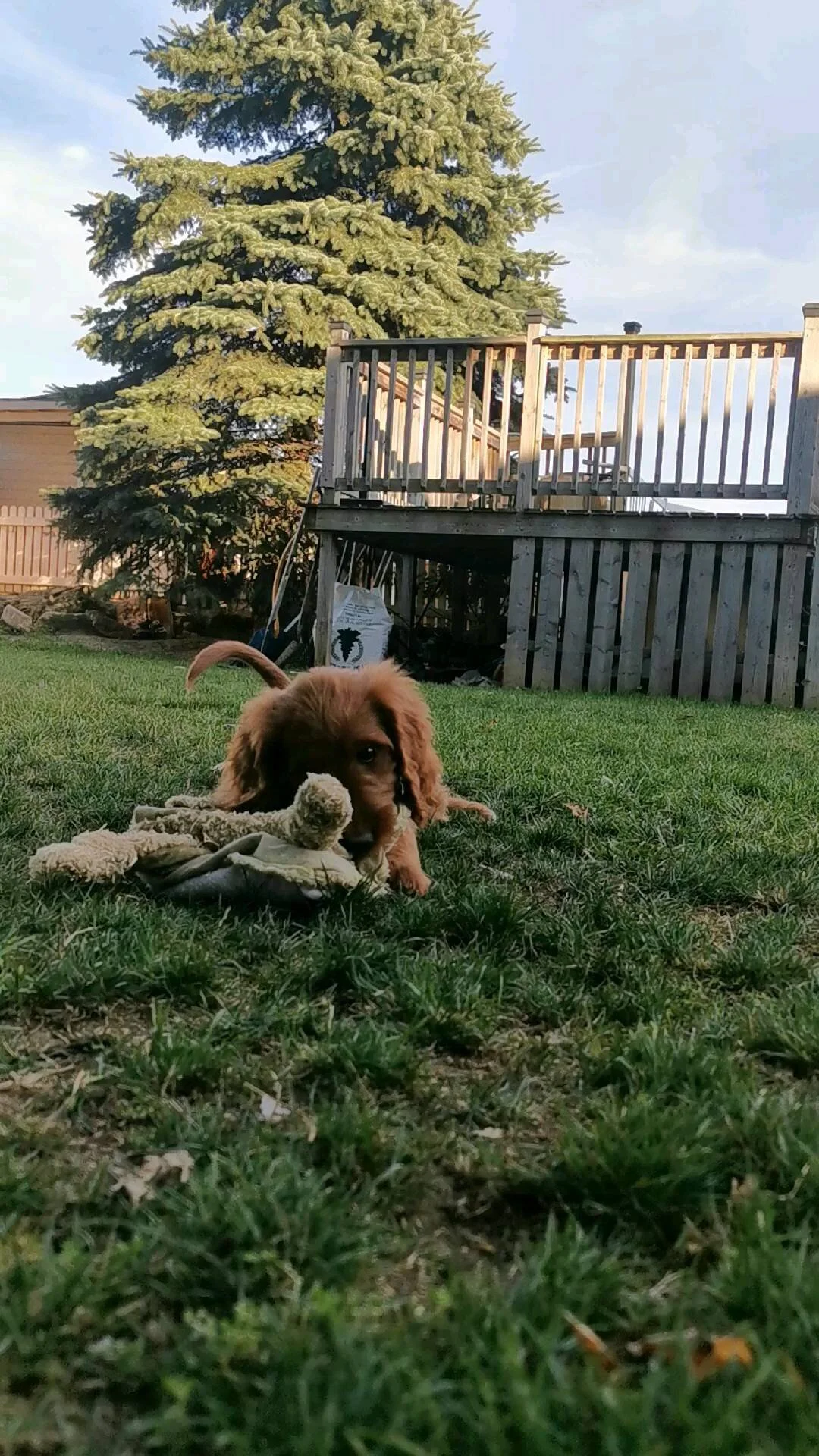 PONSONBY POODLE DOODLES