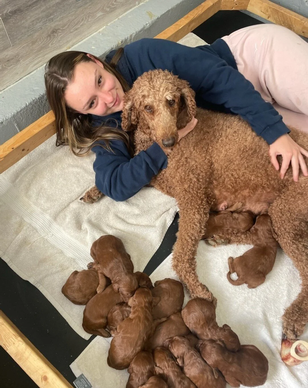 ALL ABOUT DOODLES — PONSONBY POODLE DOODLES