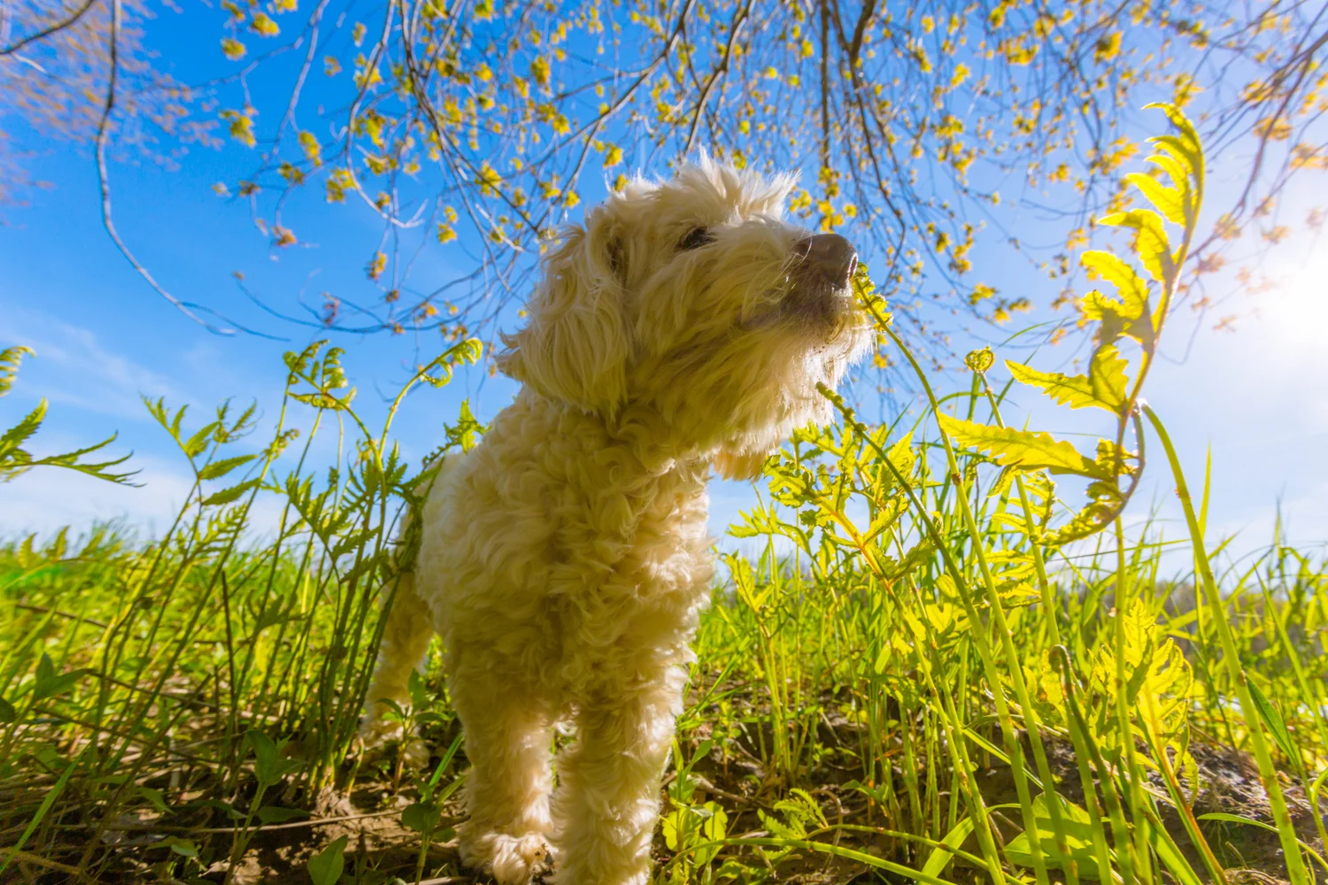 Springtime Stroll — Rafael Macias