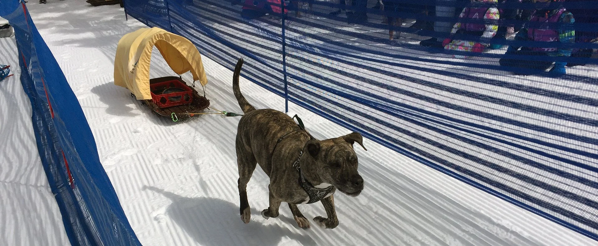 North Lake Tahoe SNOWFEST Events & Schedule | Tahoe Winter Festival ...
