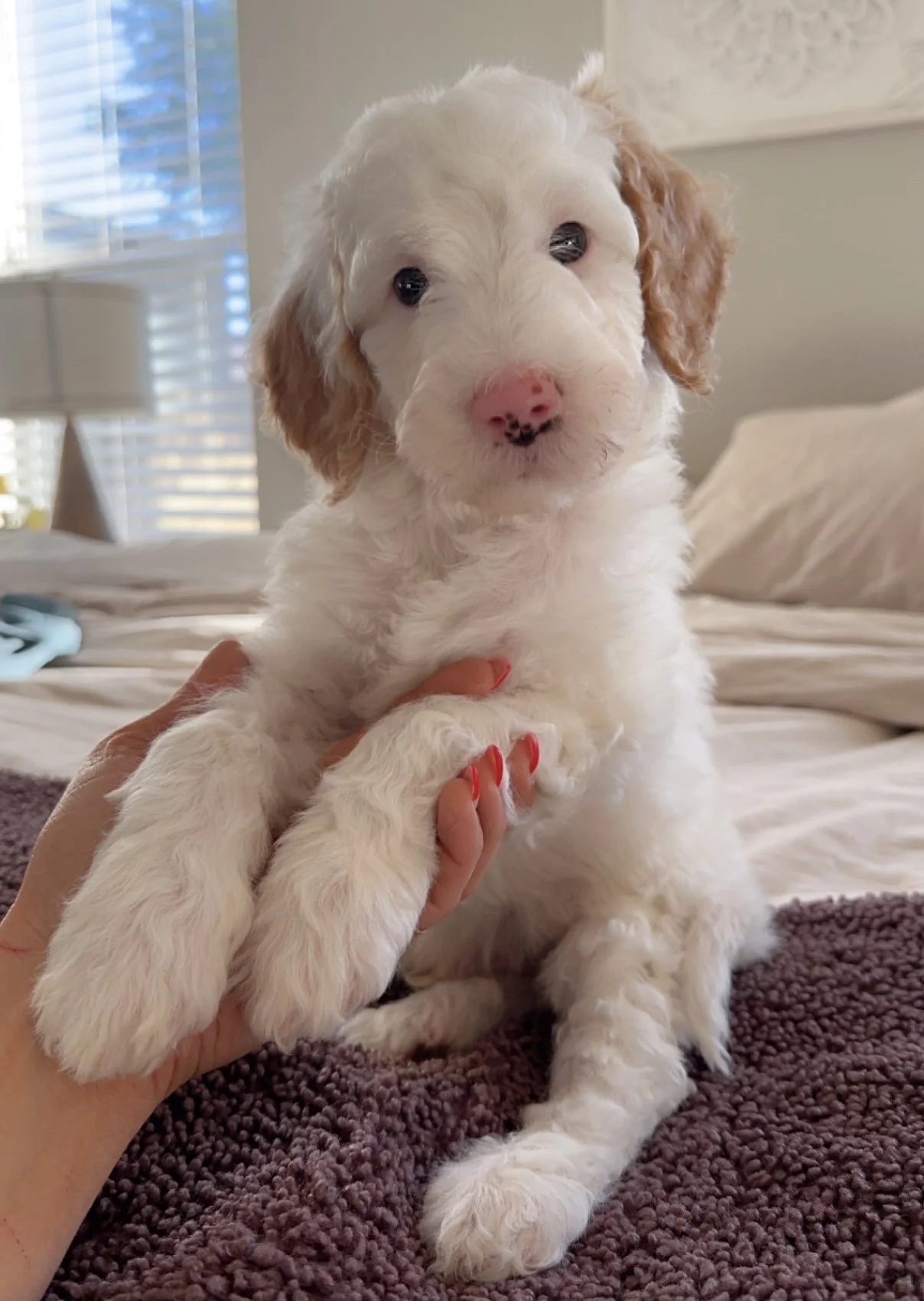 Available Now — Zona Doodles