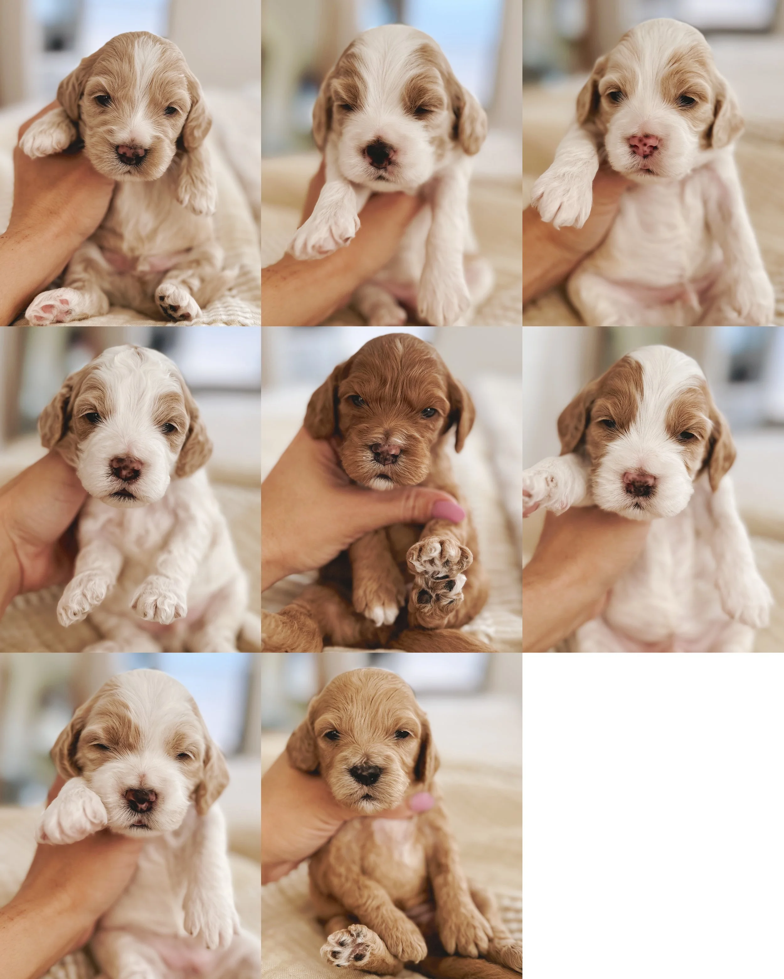 Available Now — Zona Doodles