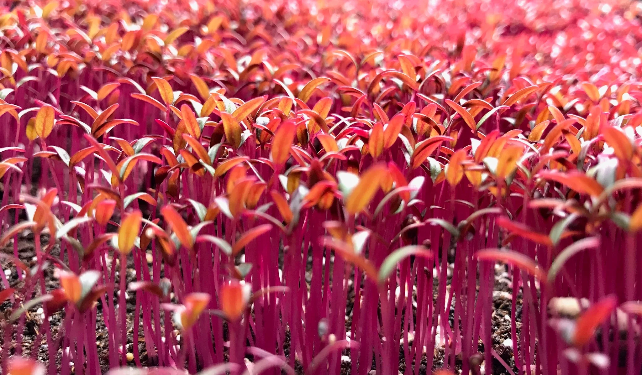 Amaranth Microgreens Recipes - Home Alqu