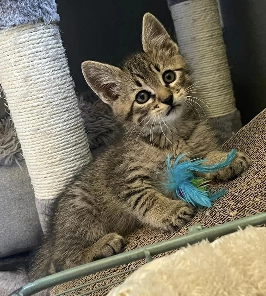 Adoptable Cats — Purrfect Pound Pals