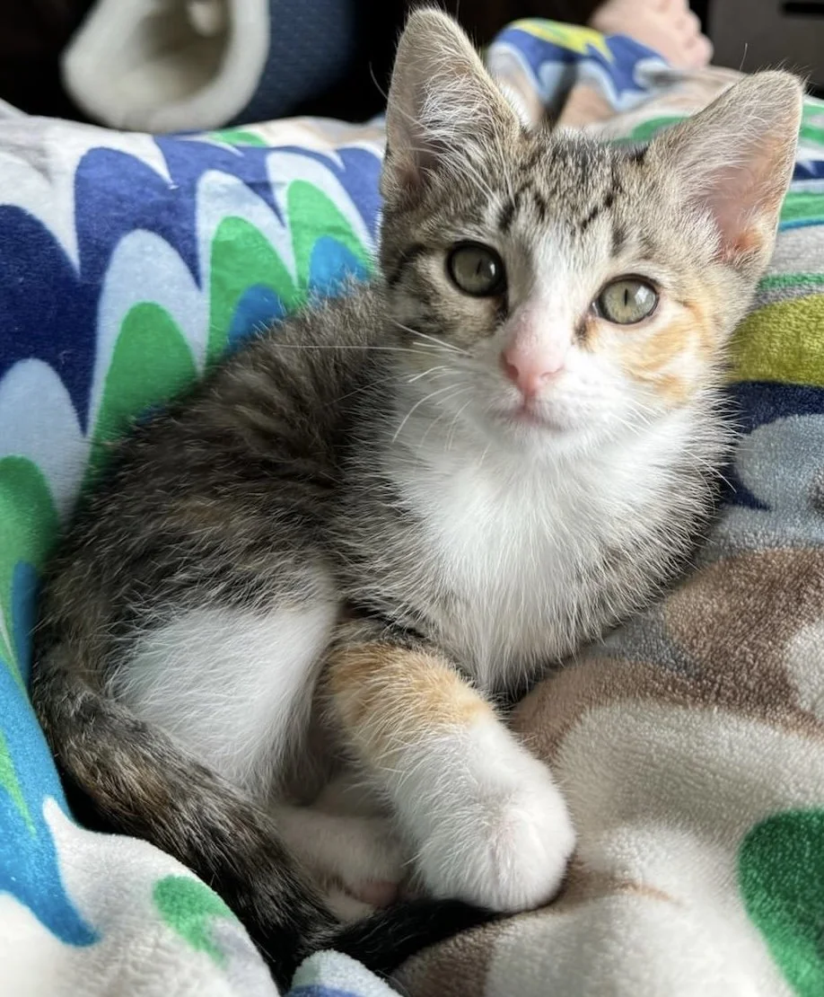 Adoptable Cats — Purrfect Pound Pals