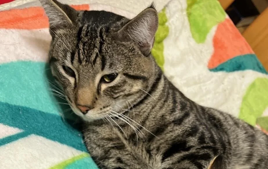 Adoptable Cats — Purrfect Pound Pals