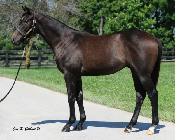 Valerio Bloodstock & Management, LLC