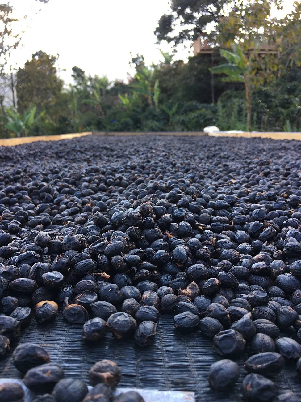 About Us — Bent Tree Coffee