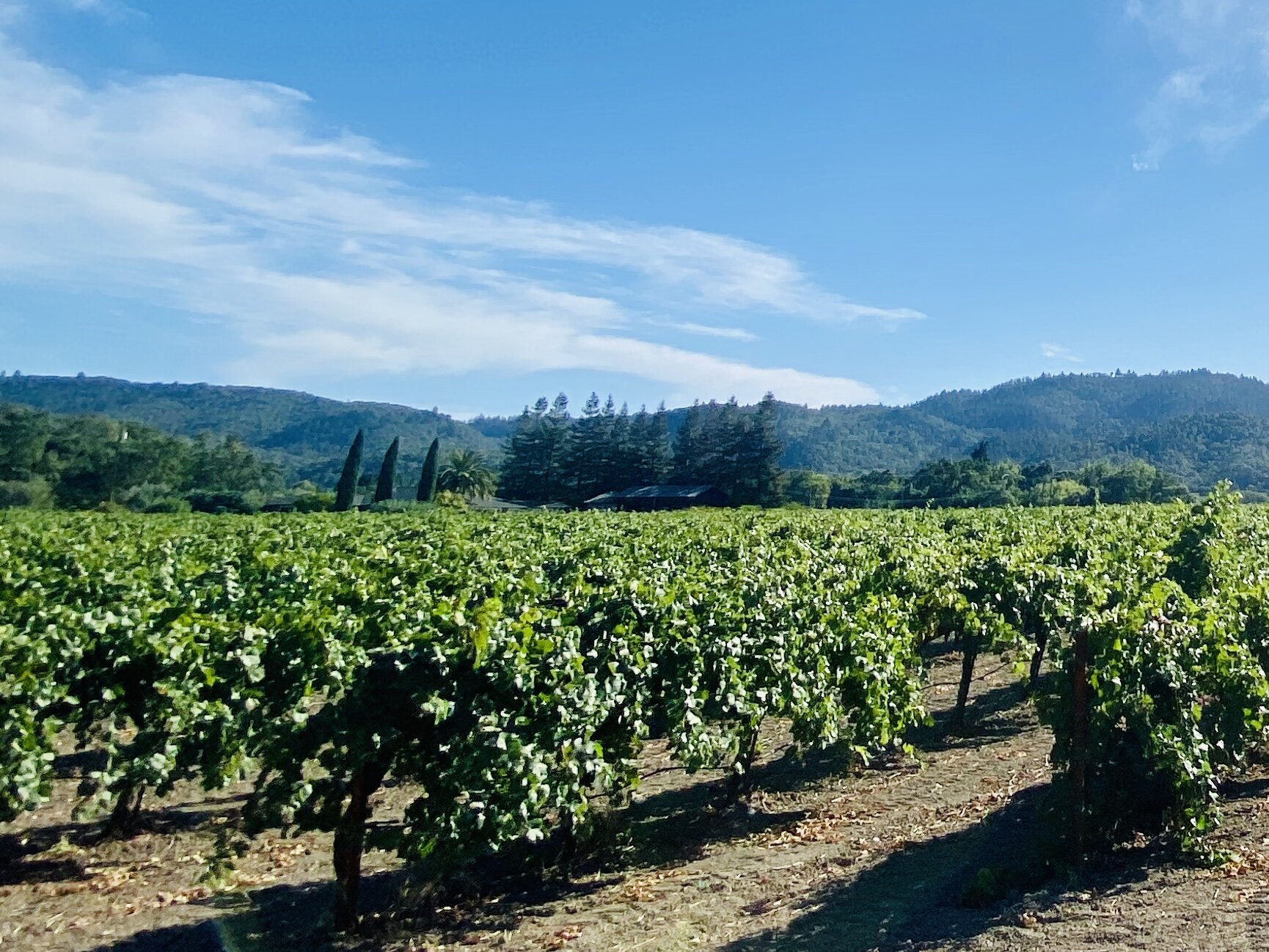 The Vineyards — Acre Wines