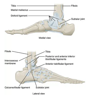 Weber Fractures — Kwak Talk