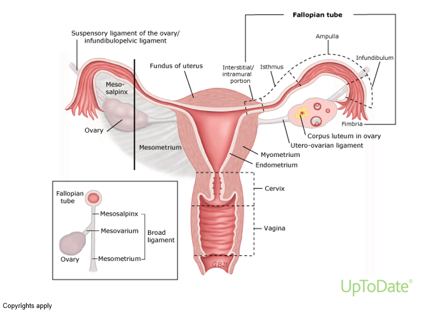 Oh MAN! - Interstitial Ectopic — Kwak Talk