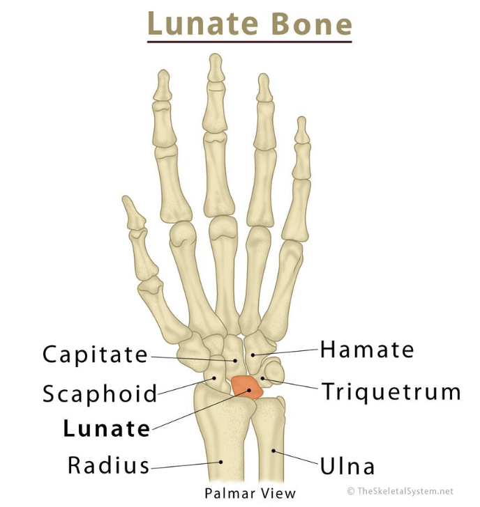 Spilling the Teacup: Lunate and Perilunate Dislocations — Kwak Talk