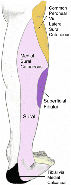 Posterior Tibial Nerve and Sural Nerve Block — Kwak Talk