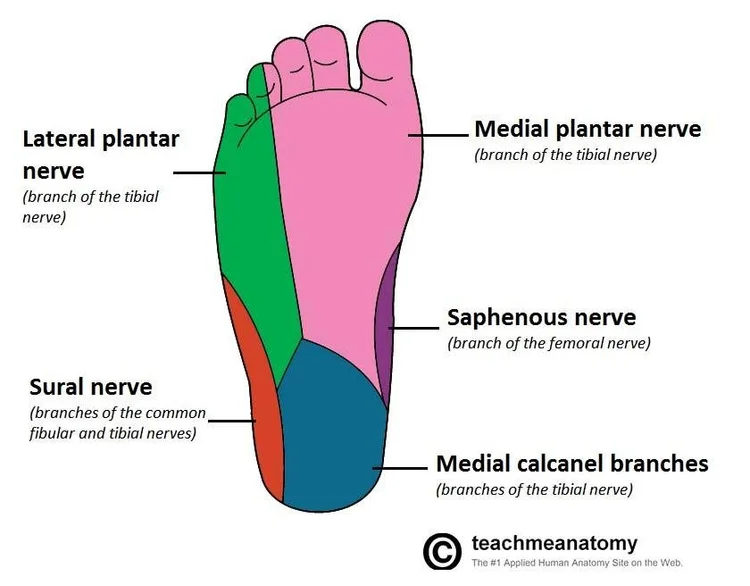 Posterior Tibial Nerve and Sural Nerve Block — Kwak Talk